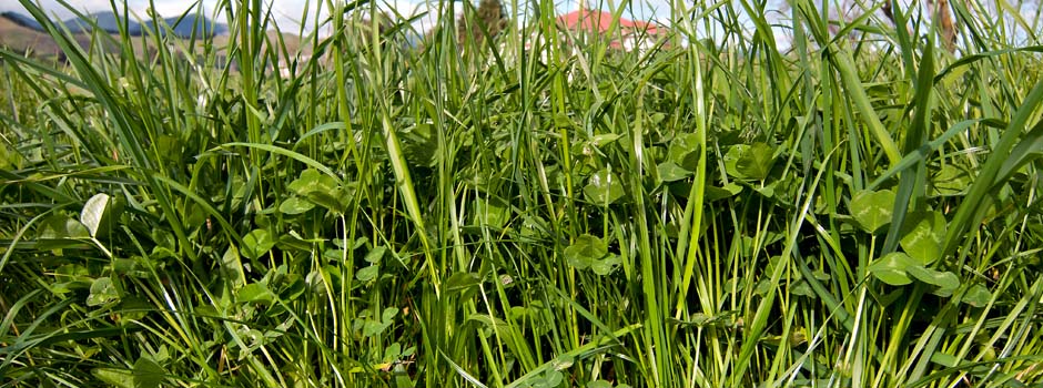 GfG_summary – Fertilizer New Zealand