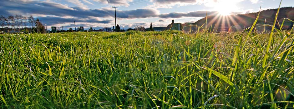 GfG_summary – Fertilizer New Zealand