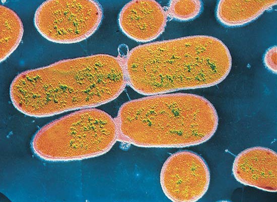 Microbes – Fertilizer New Zealand