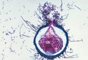 Chaetomium - Beneficial Microbe