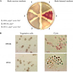 Azotobacter - Beneficial Microbes