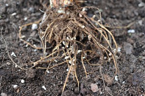 Rhizobium - Beneficial Microbe