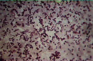 Azotobacter - Beneficial Microbes