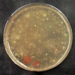 Azotobacter - Beneficial Microbes