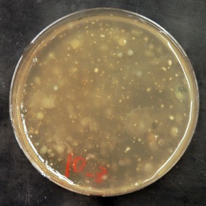 Azotobacter - Beneficial Microbes