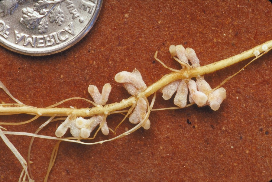 Rhizobium - Beneficial Microbe