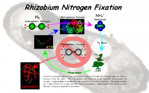 Rhizobium - Beneficial Microbe